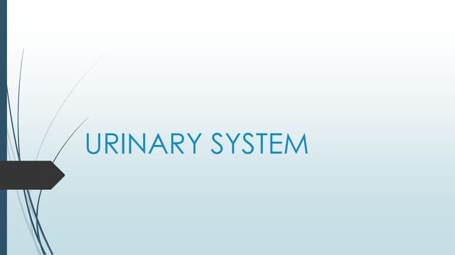 Urinary bladder and urethra | PPTX