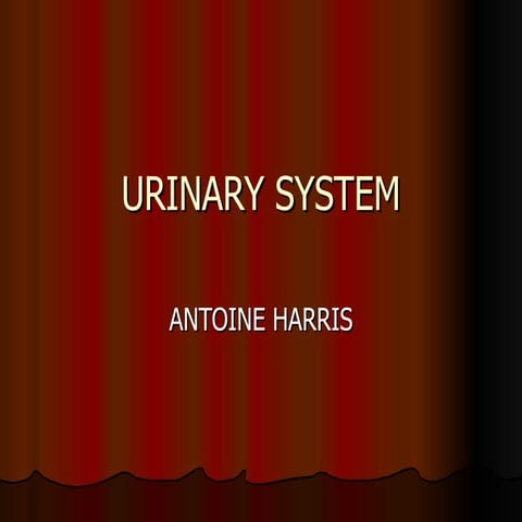 Urinary System Lecture Slides Pptx
