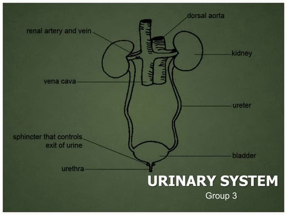 Improvised urinary system | PPTX | Chemistry | Science