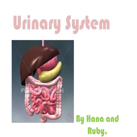Excretory system | PPT