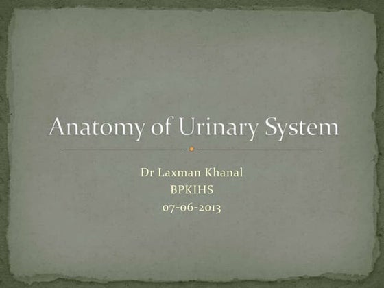 Urinary System Anatomy - ppt | PPT