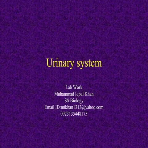 Urinary System | PPT