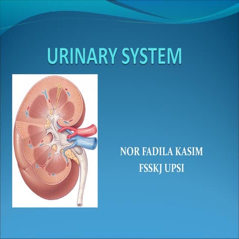 The urinary system | PPTX