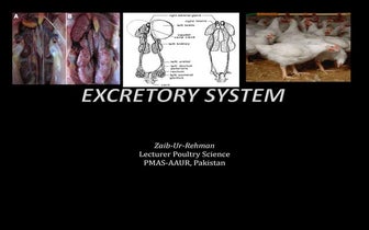 Bird Urinary System