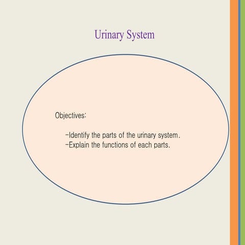 Assignment 4.1 Urinary System Anatomy and PhysiologyThis assign | DOCX