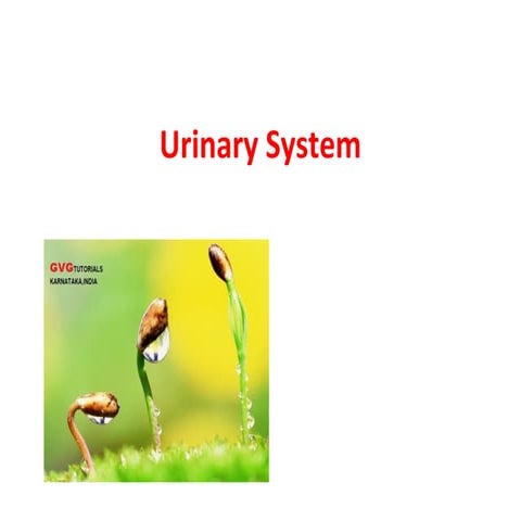 Urinary system | PPT