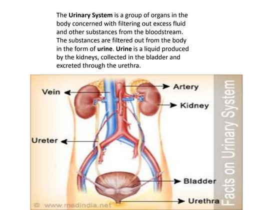 Anatomy and physiology (urinary system) | PPTX | Chemistry | Science