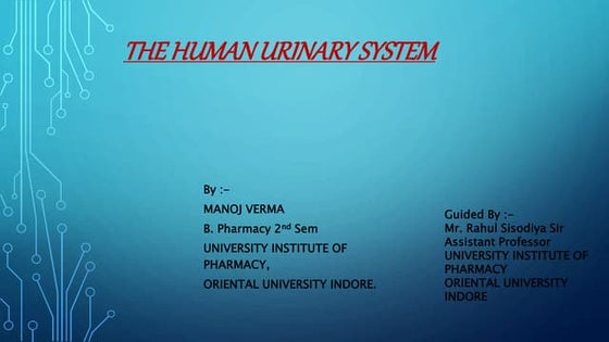Renal System Anatomy | PPT