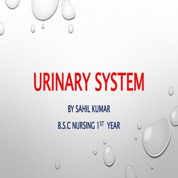 Urinary system | PPTX