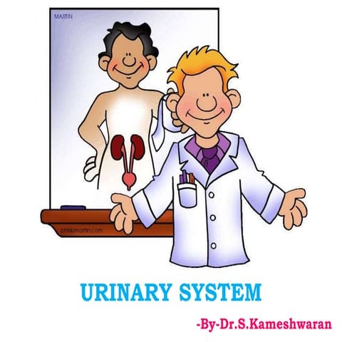 HUMAN URINARY SYSTEM - Anatomy & Physiology | PPTX | Chemistry | Science
