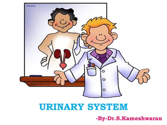 Anatomy And Physiology Urinary System Ppt