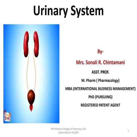 Urinary system | PPT