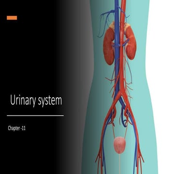 Urinary system | PPT