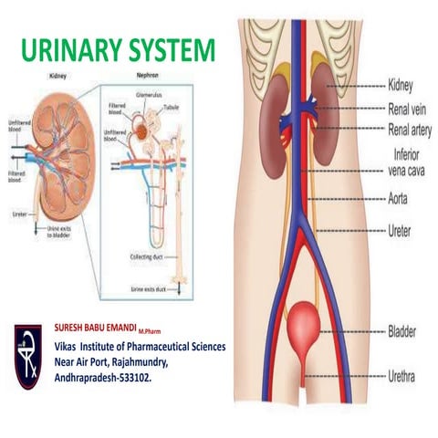 URINARY SYSTEM | PPT