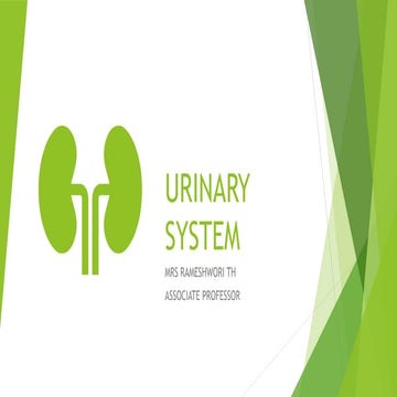 Anatomy of kidney (Animals) | PPTX
