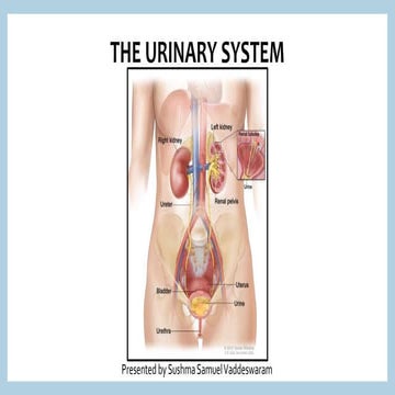 The urinary system | PPTX