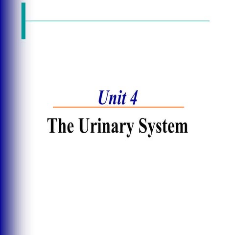 urinary system.ppt