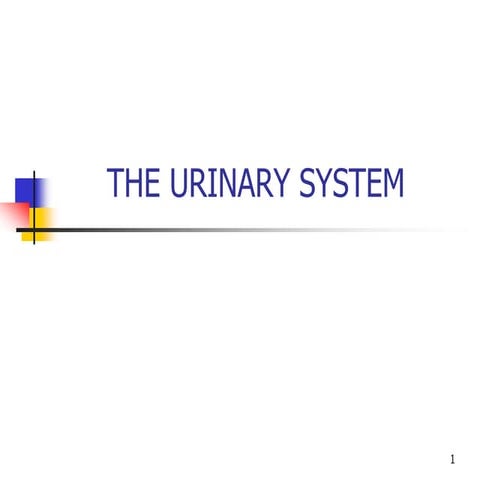 Urinary system.ppt