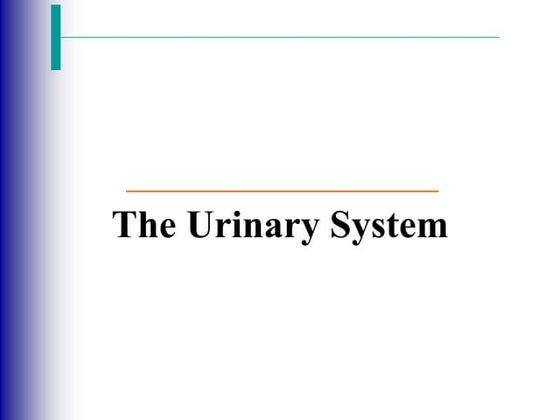 Urinary System A P Chapter 15 Urinary System Chapter 15: The Urinary