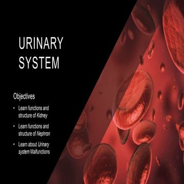 Human urinary system | PPTX