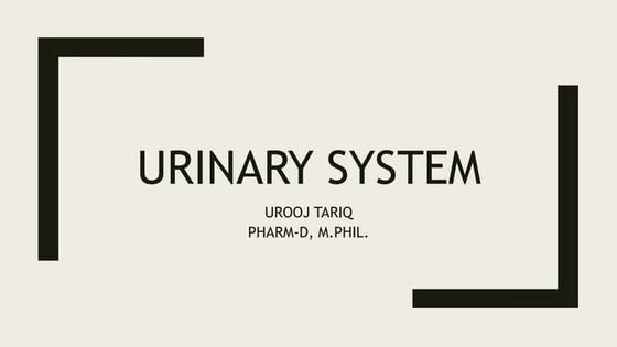 Anatomy And Physiology Urinary System Ppt