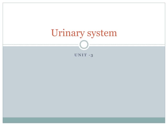 Urinary System Notes | PPT