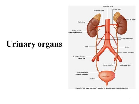 Anatomy of urinary system | PPT