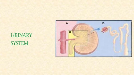 Urinary System Human Anatomy And Physiology With Hoffman The Urinary