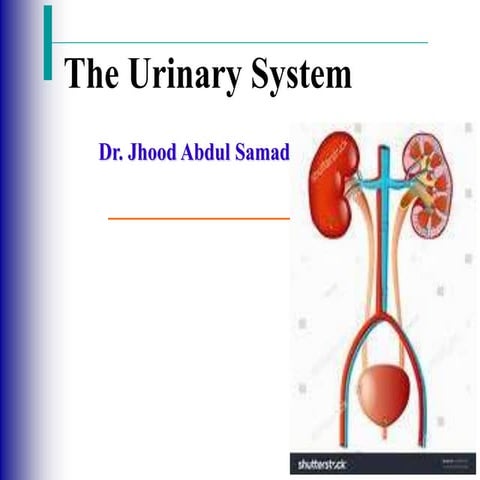 urinary sycudbccdhdsycycydsydydystcdgsdvcem.ppt | Endocrine and ...
