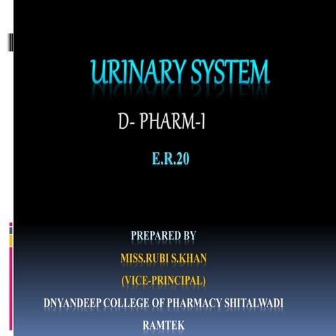 Urinary System