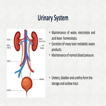 111111111111111111111111Urinary System.pdf