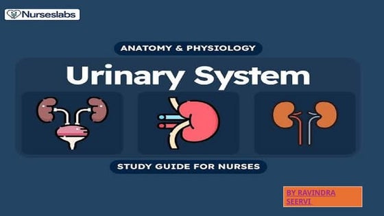 Anatomy and physiology (urinary system) | PPTX | Chemistry | Science