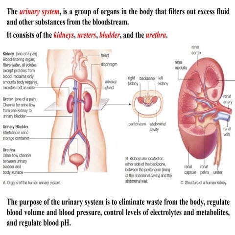 urinary system: a summary of its anatomy.pptx