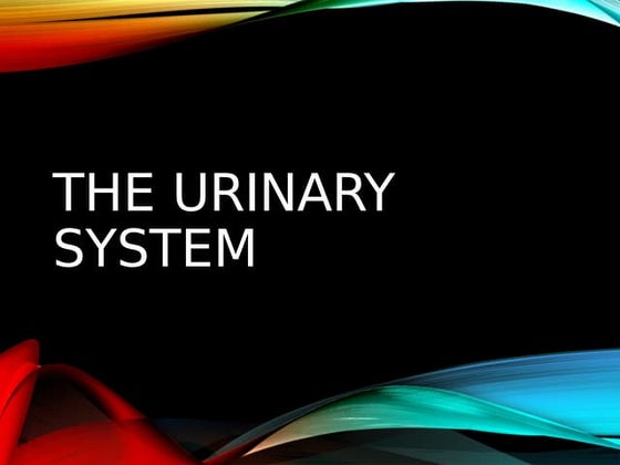 Kidney anatomy and physiology | PPTX