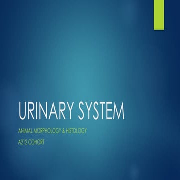 URINARY SYSTEM biologyyy humans urinary system | PPTX