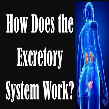 science six urinary system. powerpoint presentation | PPTX