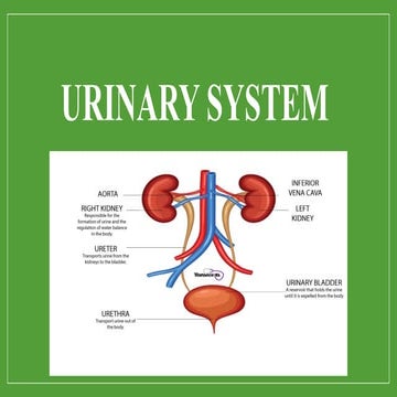 Urinary System for B.Sc. nursing students.pptx