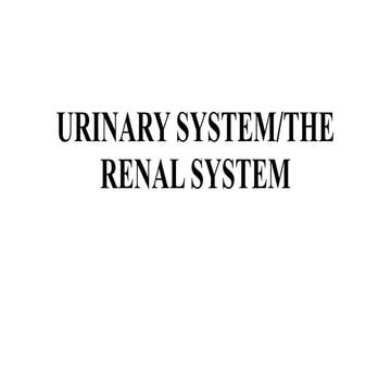 The urinary system is responsible for the formation, storage, and ...