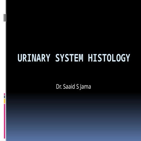 Comprehensive Histology of the Urinary System: Nephron to Urethra | PPTX