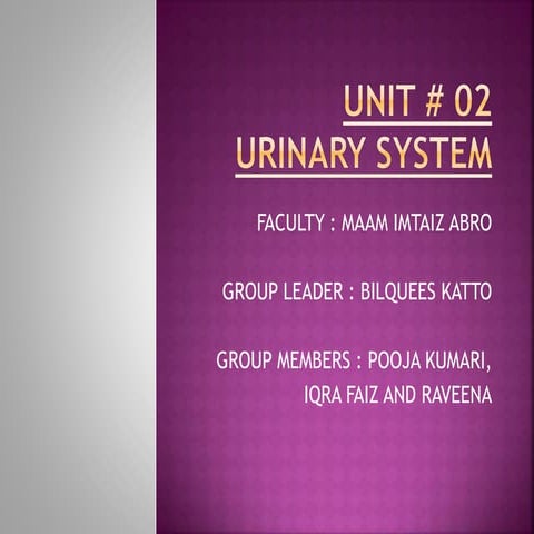 urinary system (1).pptx