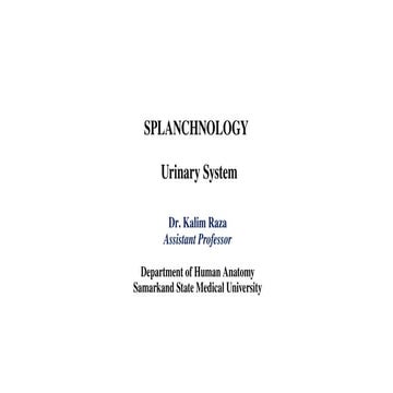 Comprehensive Overview of the Human Urinary System Anatomy and ...