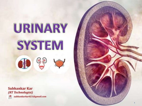 Anatomy and physiology (urinary system) | PPTX | Chemistry | Science