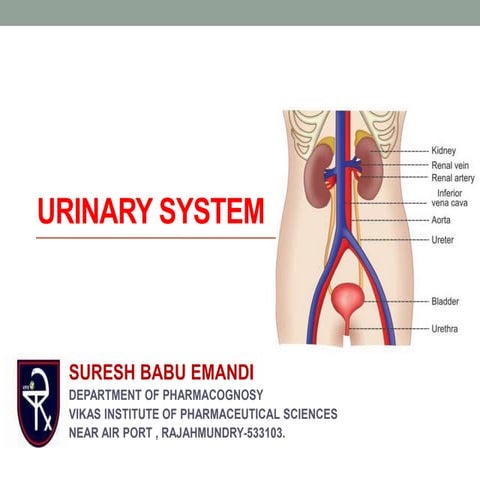 URINARY SYSTEM | PPTX