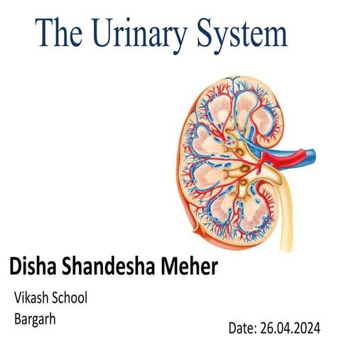 UrinarySystem_26.04.2024 and total kidney system | PPT