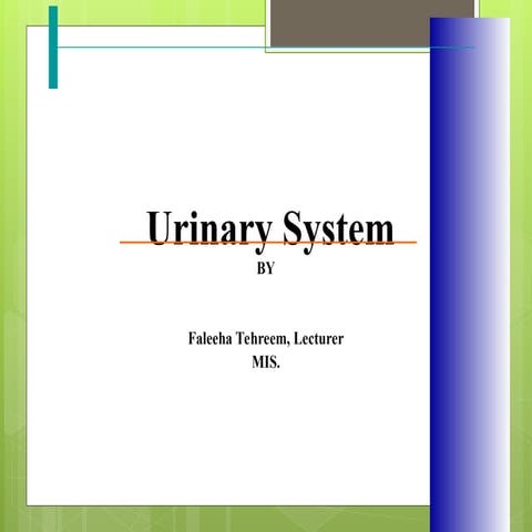 Urinary System [45] (1).ppt anatomy and physiology | PPT