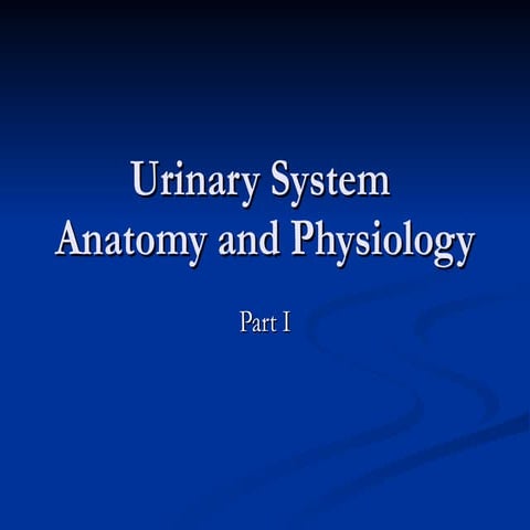 Urinary+system+anatomy+and+physiology | PPT