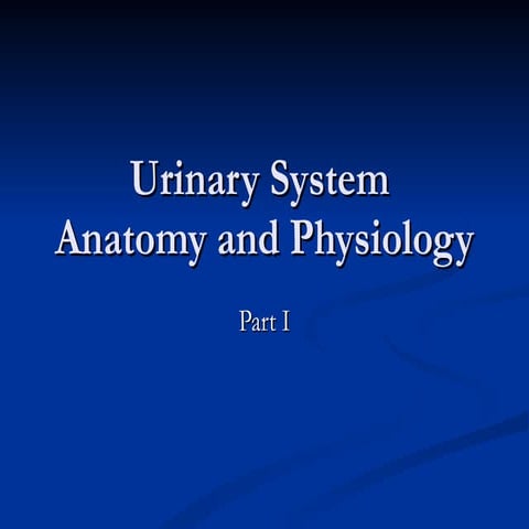 Urinary system anatomy and physiology | PPT | Chemistry | Science