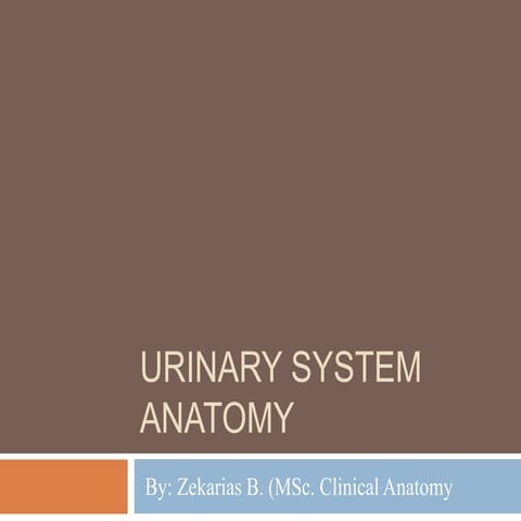 Urinary System Anatomy for Med Lab.pptx