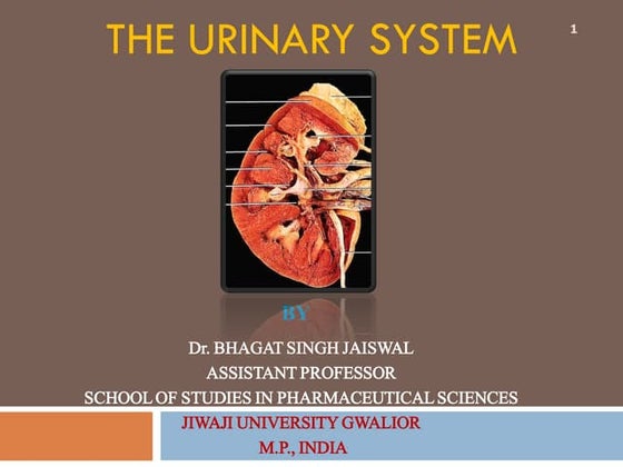 urinary system: a summary of its anatomy.pptx