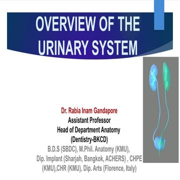 Urinary System By Dr. Rabia Inam Gandapore.pptx